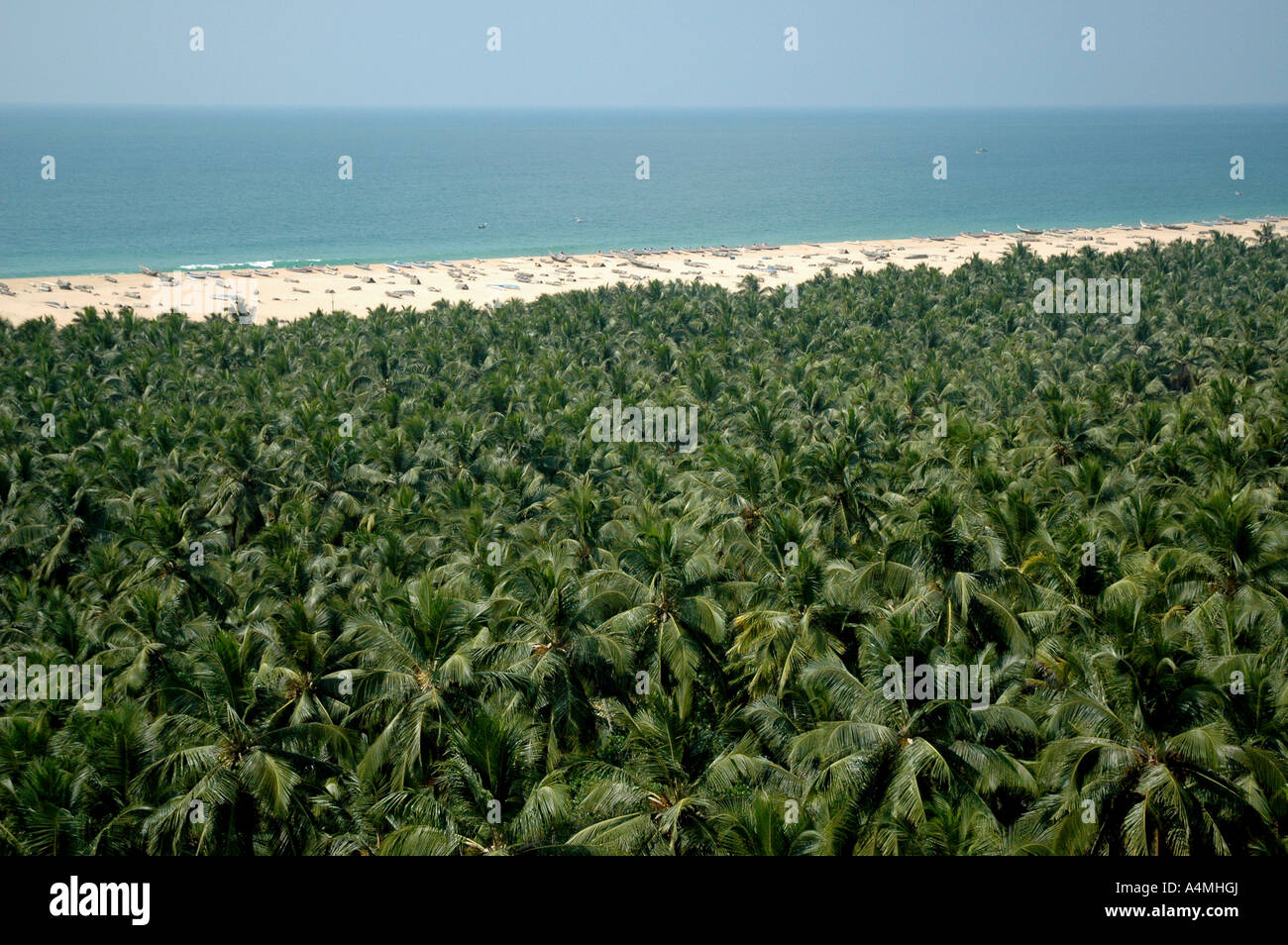 Palm tree field in Kerala India Stock Photo - Alamy