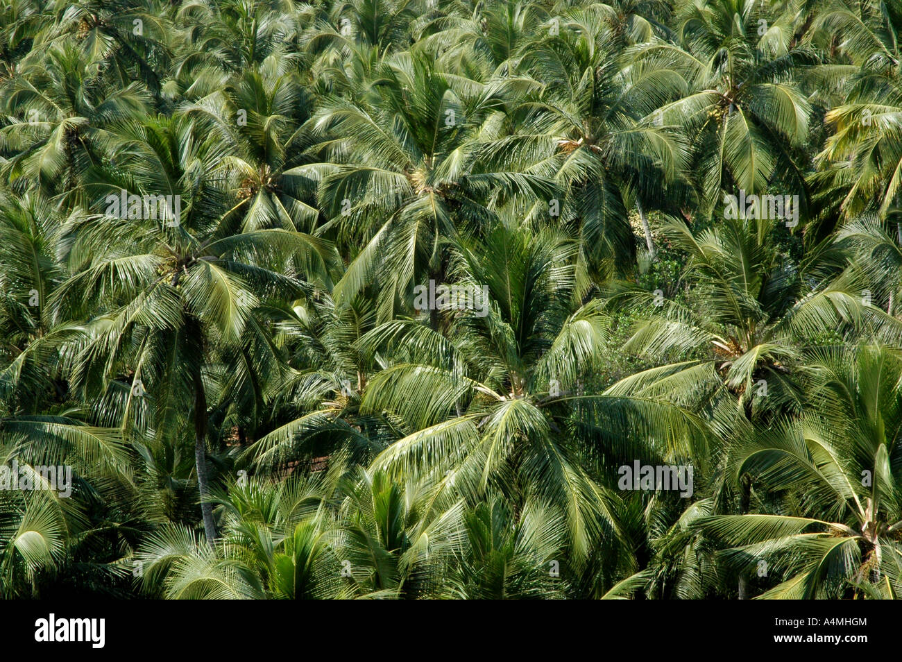 Palm tree field in Kerala India Stock Photo - Alamy