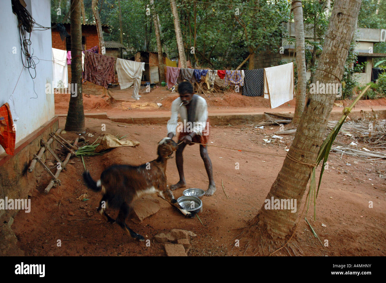 Washing Goat High Resolution Stock Photography and Images - Alamy