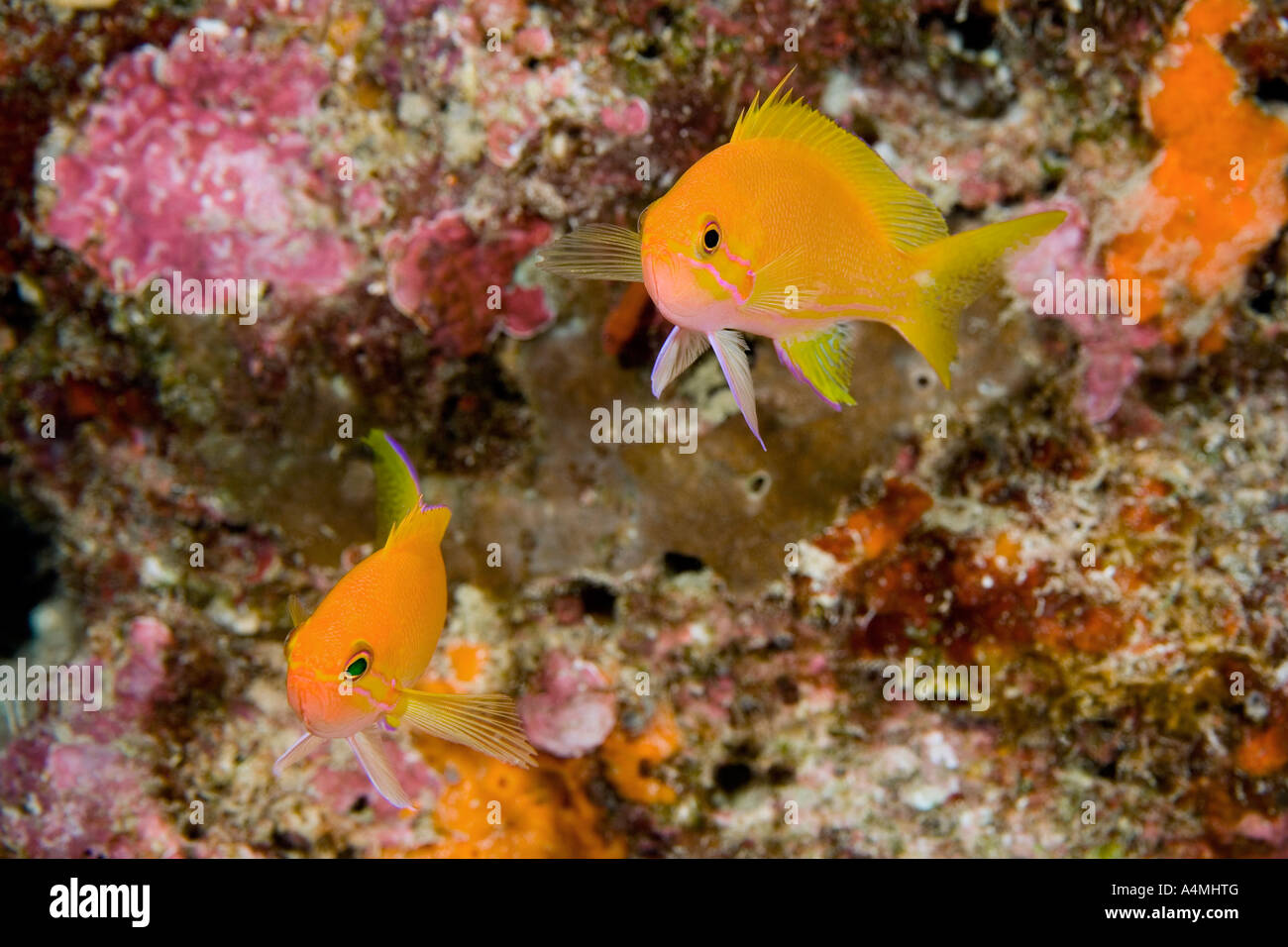 Two spot basslet hi-res stock photography and images - Alamy