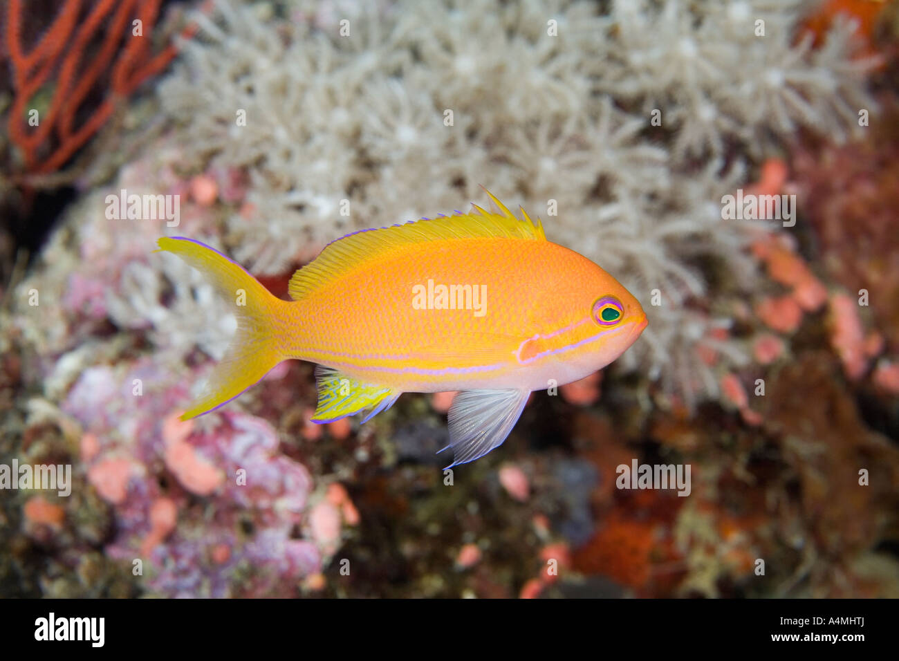 Female Squarespot, or Square Back Anthias, also known as Square-Spot ...