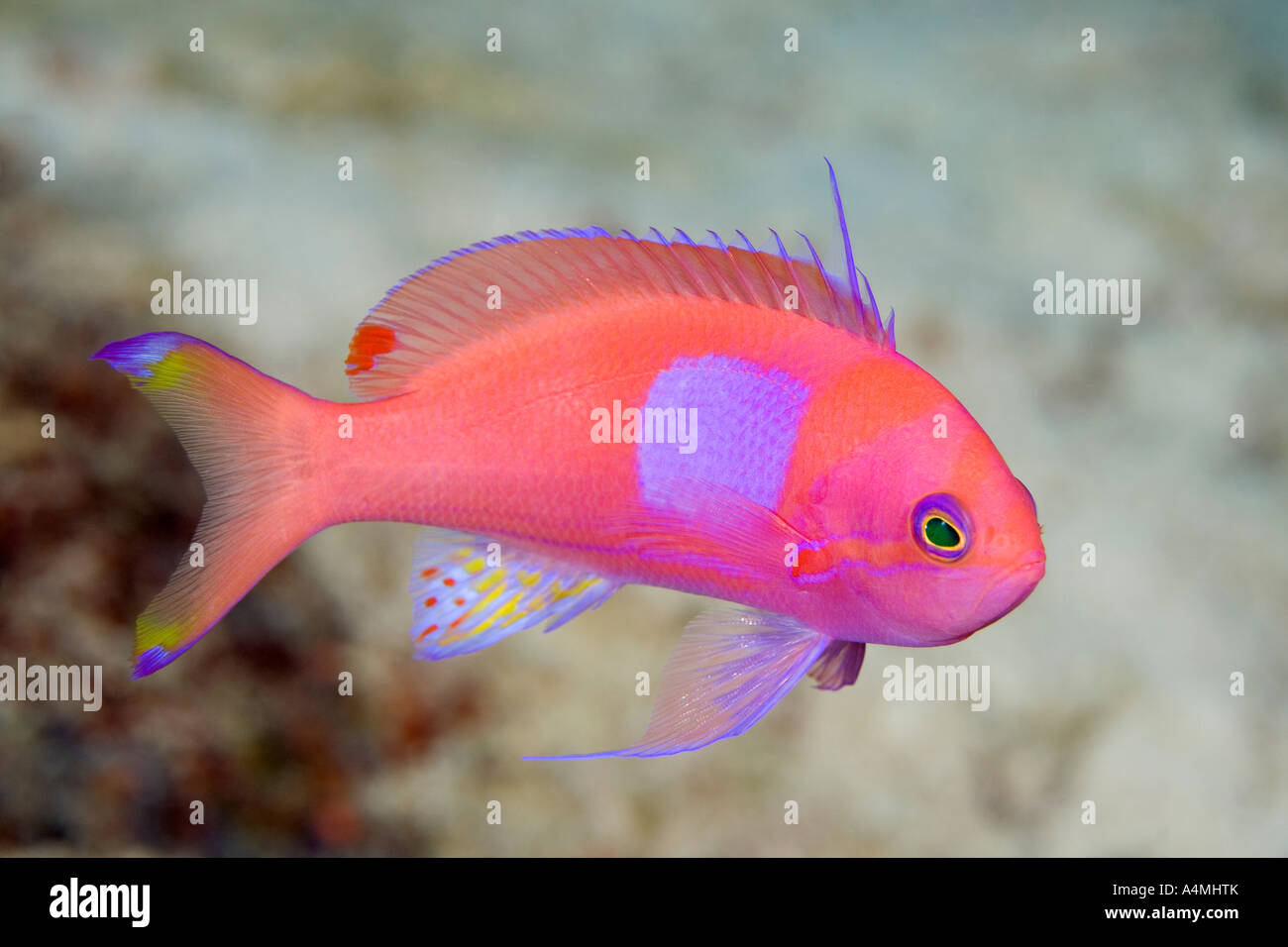 Male Squarespot, or Square Back Anthias, also known as Square-Spot ...