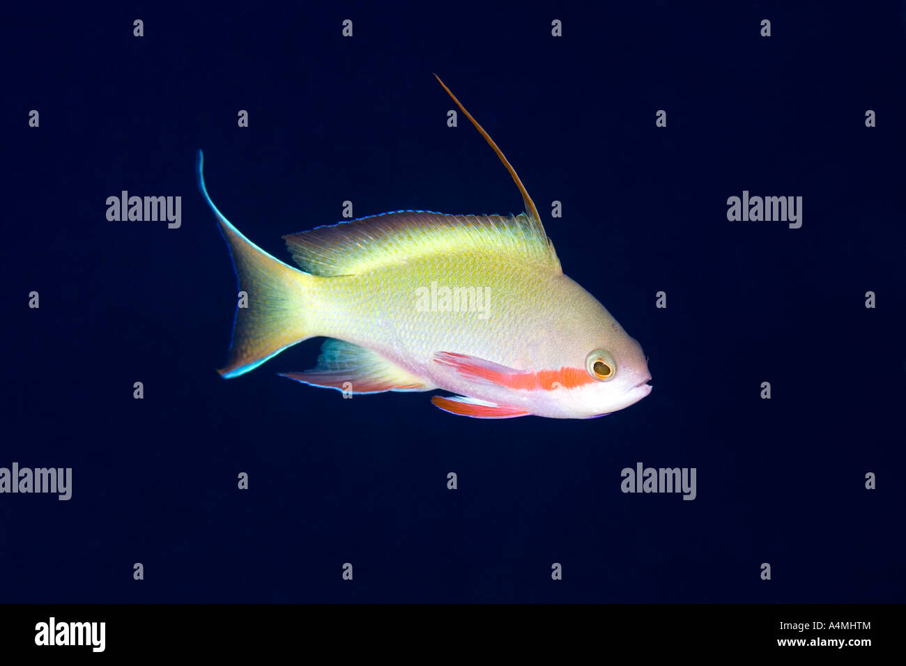 Long fin fish hi-res stock photography and images - Alamy