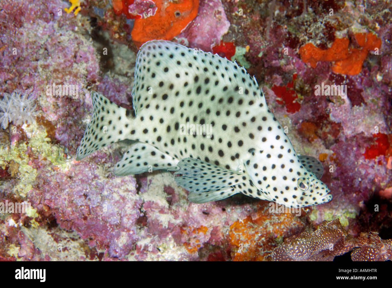 Barramundi Swimming Stock Photos & Barramundi Swimming Stock Images - Alamy