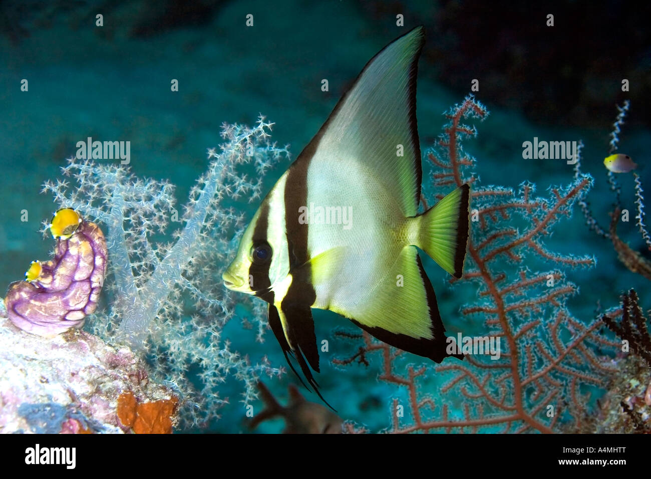 a sub adult pinnate batfish swimming on the reef with soft corals and ...