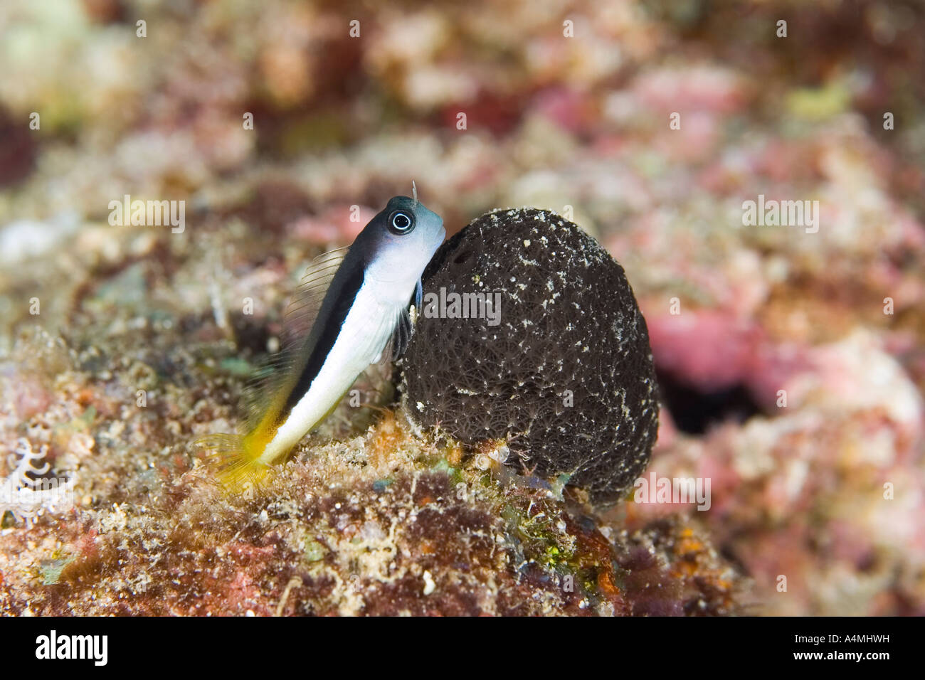 Bicolor Combtooth Blenny, Ecsenius bicolor. White-belly variation. Also ...