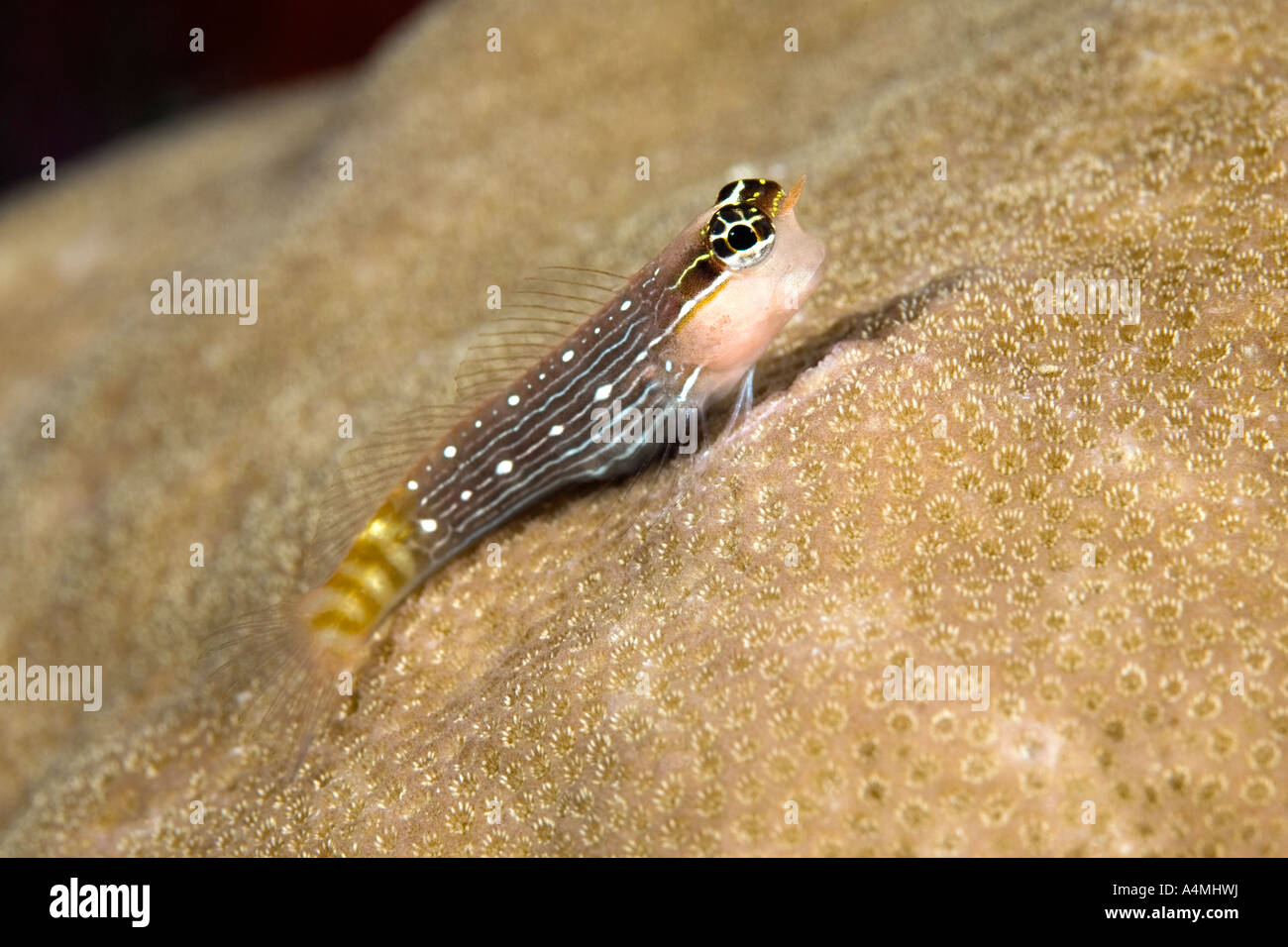 Lined combtooth blenny hi-res stock photography and images - Alamy