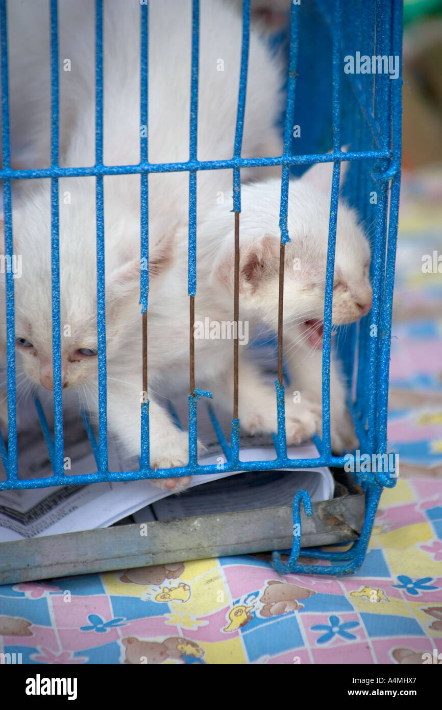 Pet Stall Chatuchak Market Bangkok Thailand Stock Photo - Alamy