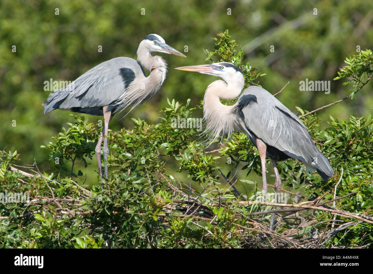 Great Blue Heron breeding pair at nest Stock Photo - Alamy