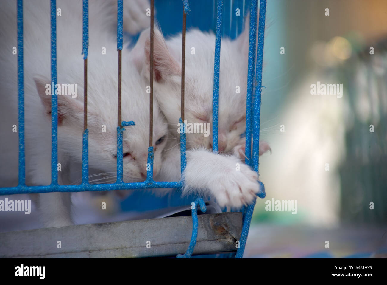 Pet Stall Chatuchak Market Bangkok Thailand Stock Photo - Alamy