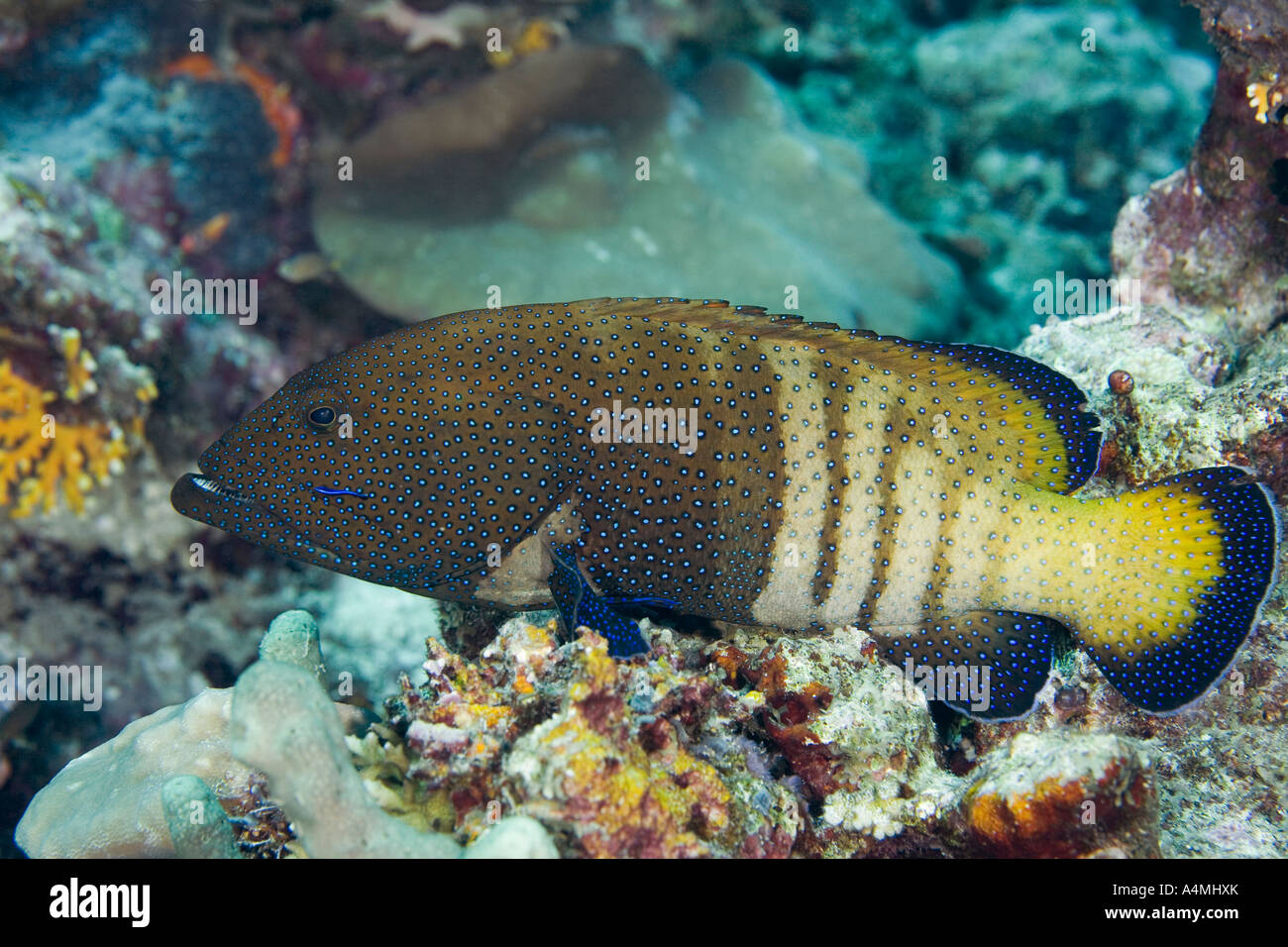 Argus wrasse hi-res stock photography and images - Alamy