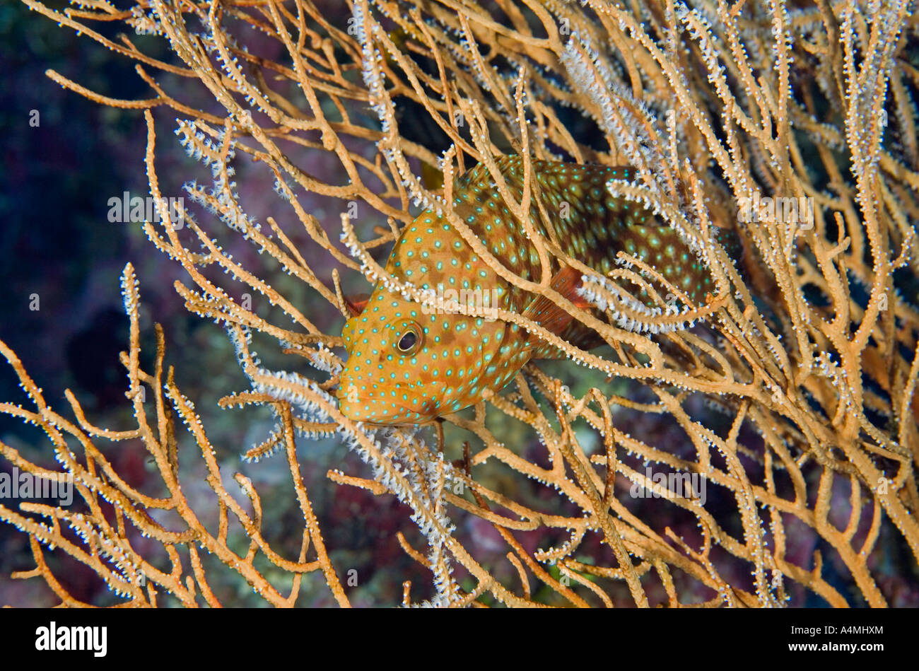 Blue-spotted Rockcod, Cephalopholis cyanostigma, hiding in Gorgonian ...