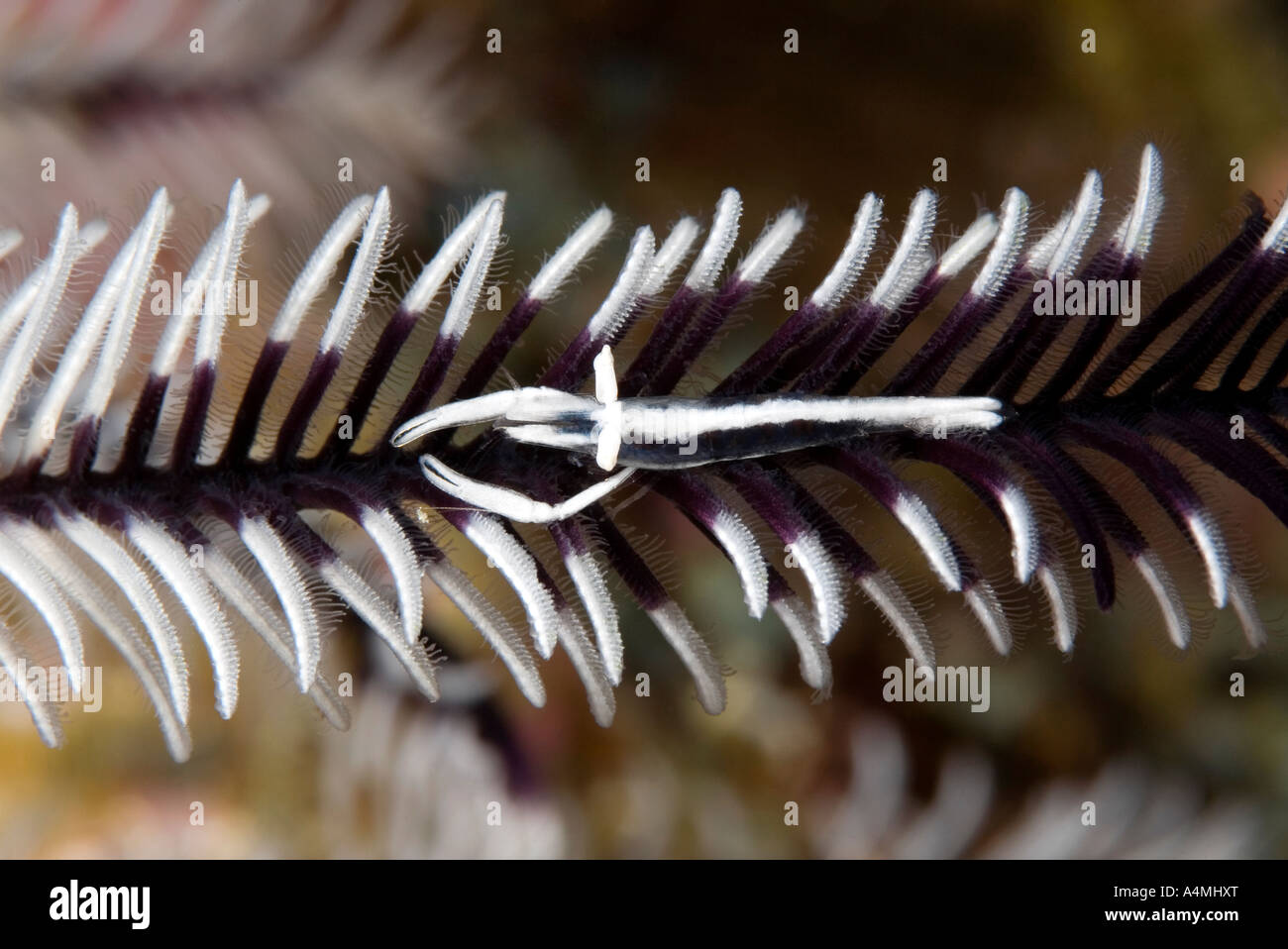 Crinoid commensal Ambon Shrimp, Laomenes amboinensis, previously ...