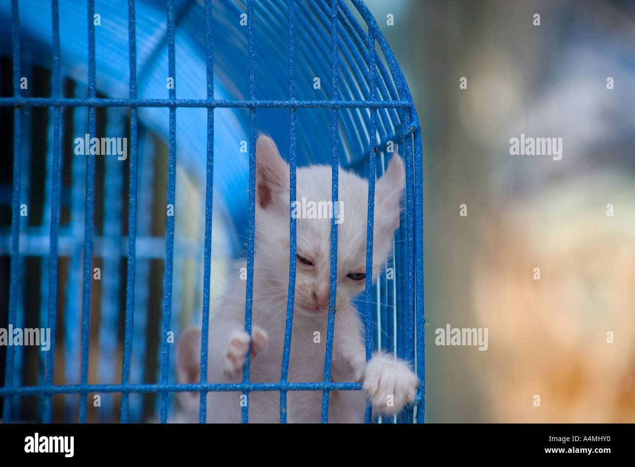 Pet Stall Chatuchak Market Bangkok Thailand Stock Photo - Alamy