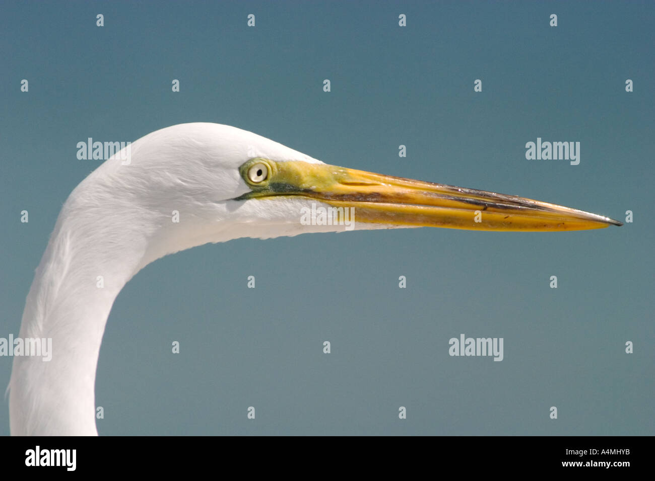 Great Egret facial close up Stock Photo - Alamy