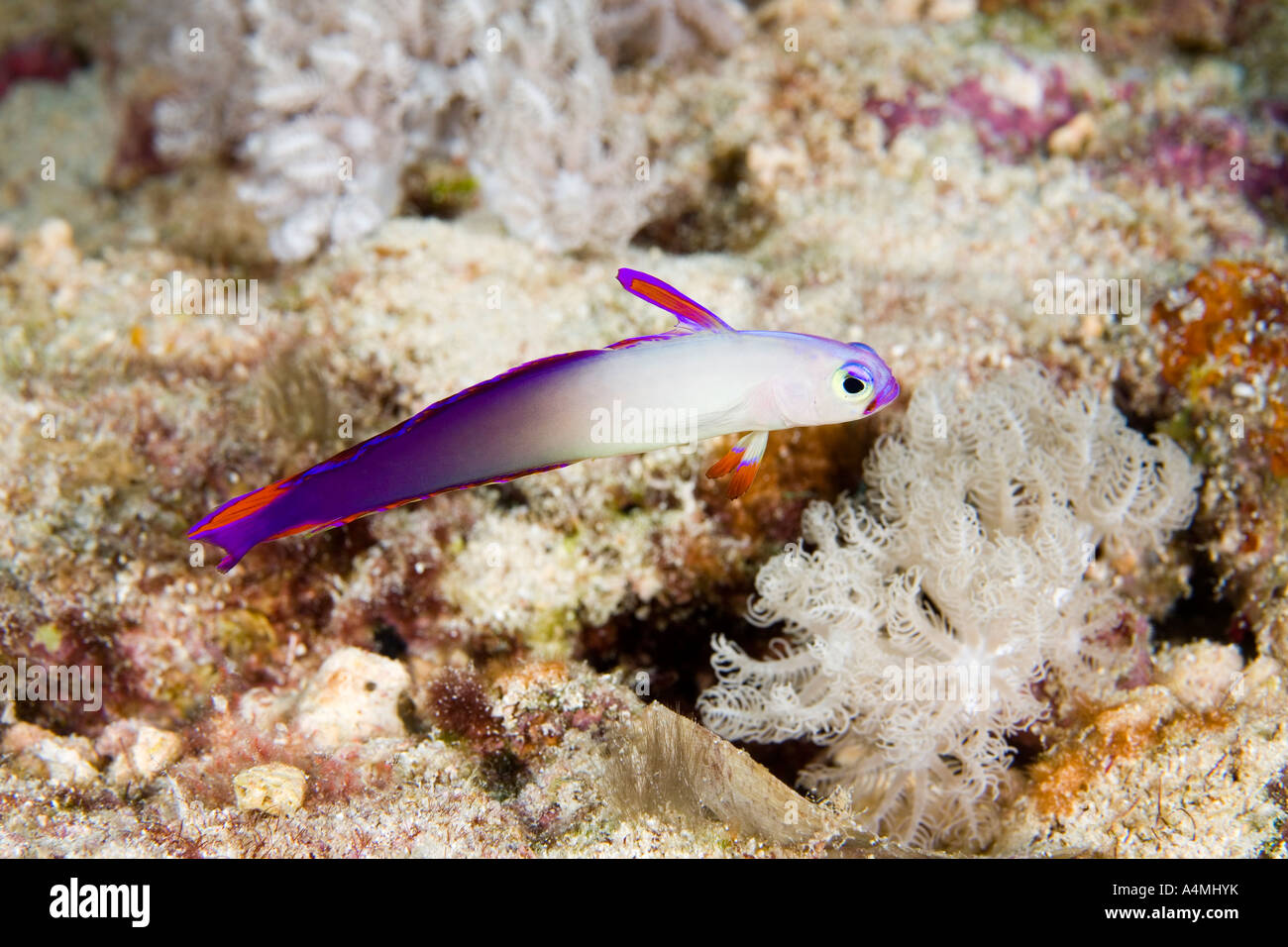 Purple Firefish High Resolution Stock Photography and Images - Alamy