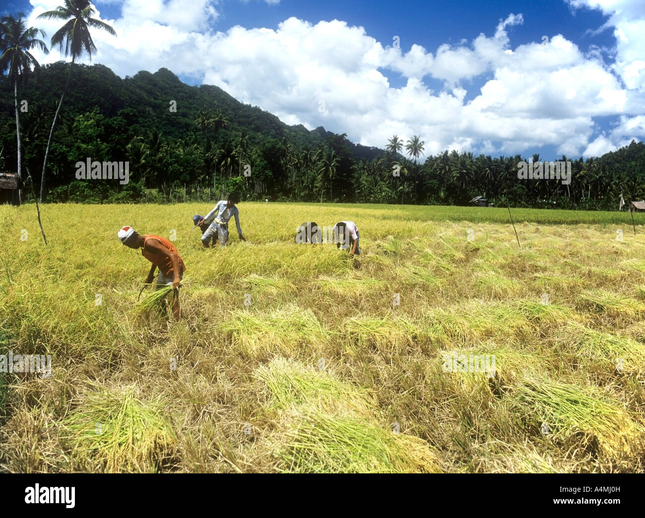 Rice Fields, Quezon Province, Philippines Stock Photo - Alamy