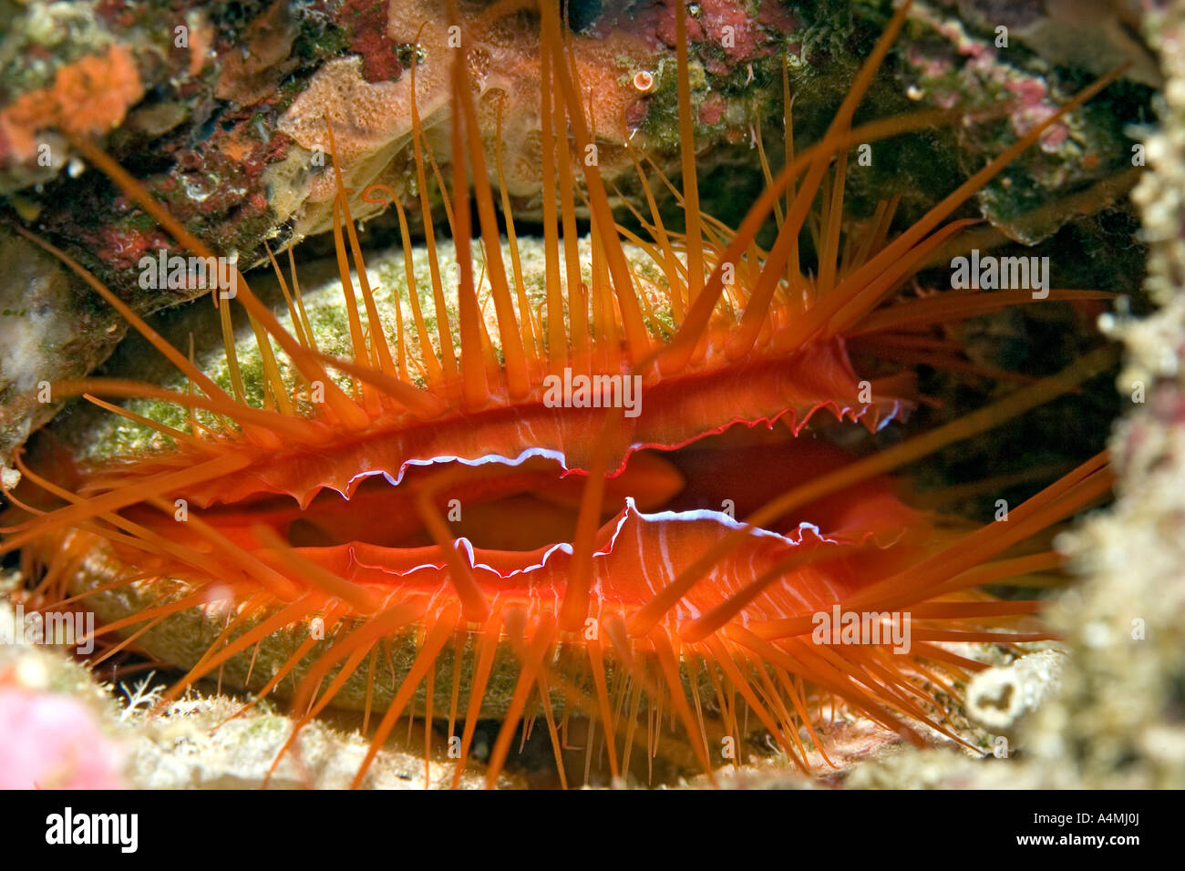Electric Flame Scallop, Ctenoides ales, also known as a Disco Clam ...