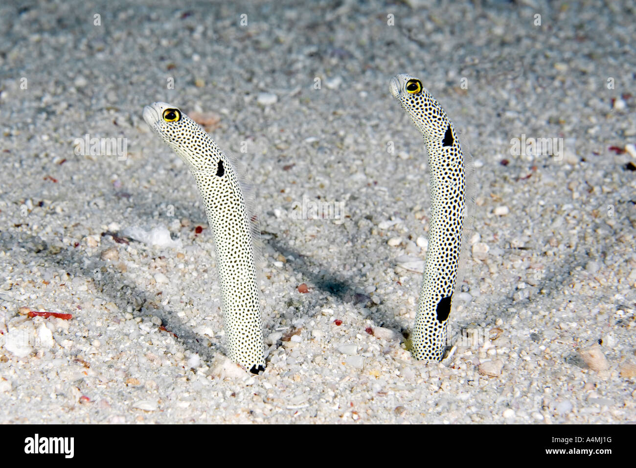 Spotted garden eel heteroconger hassi hi-res stock photography and ...