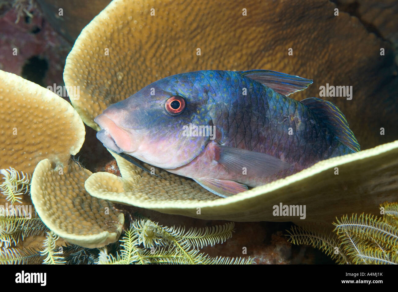 Two barred goatfish hi-res stock photography and images - Alamy