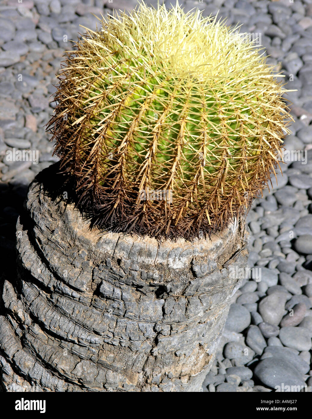 Cacti on a tree trunk Cactus Gardens 'Jardin de cactus' designed Cesar ...