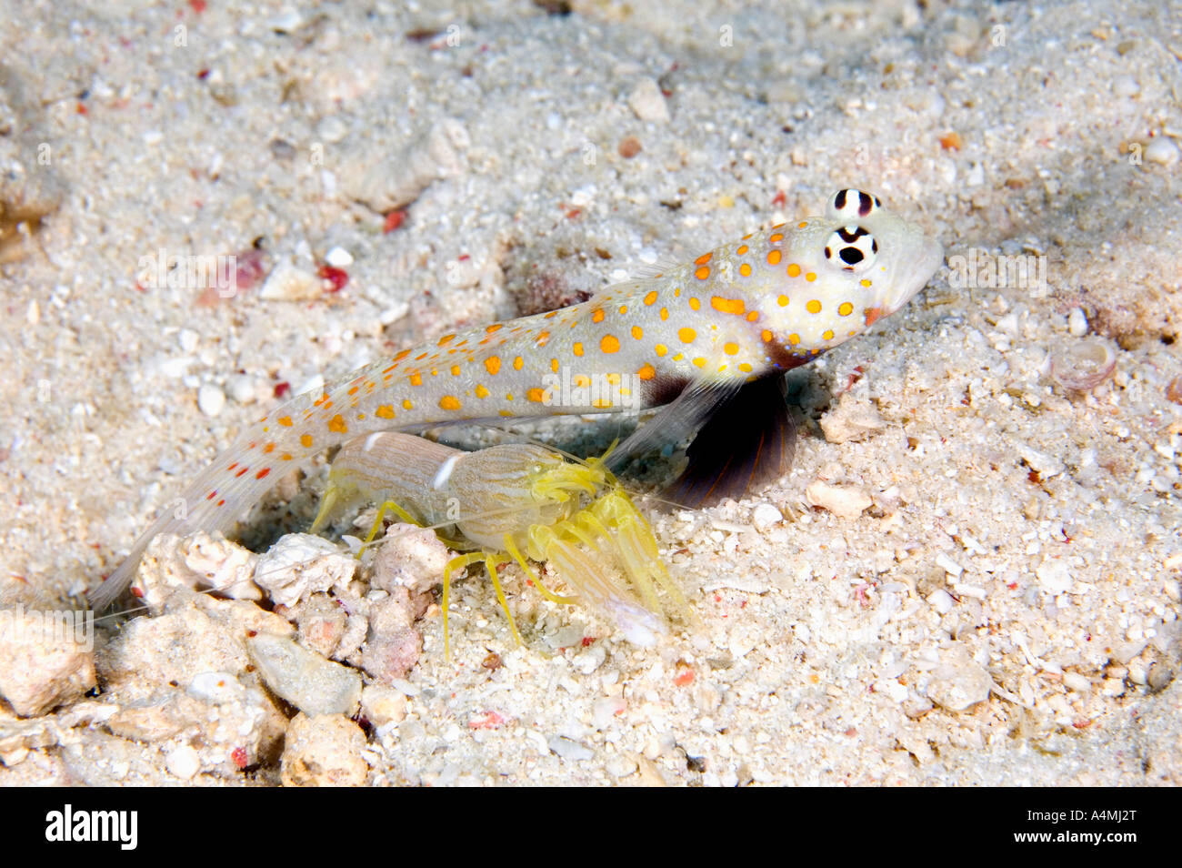 Pistol shrimp hi-res stock photography and images - Alamy