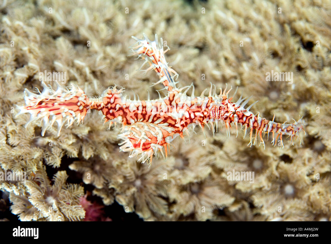 An Ornate Ghost Pipefish, Solenostomus paradoxus swimming in front of ...