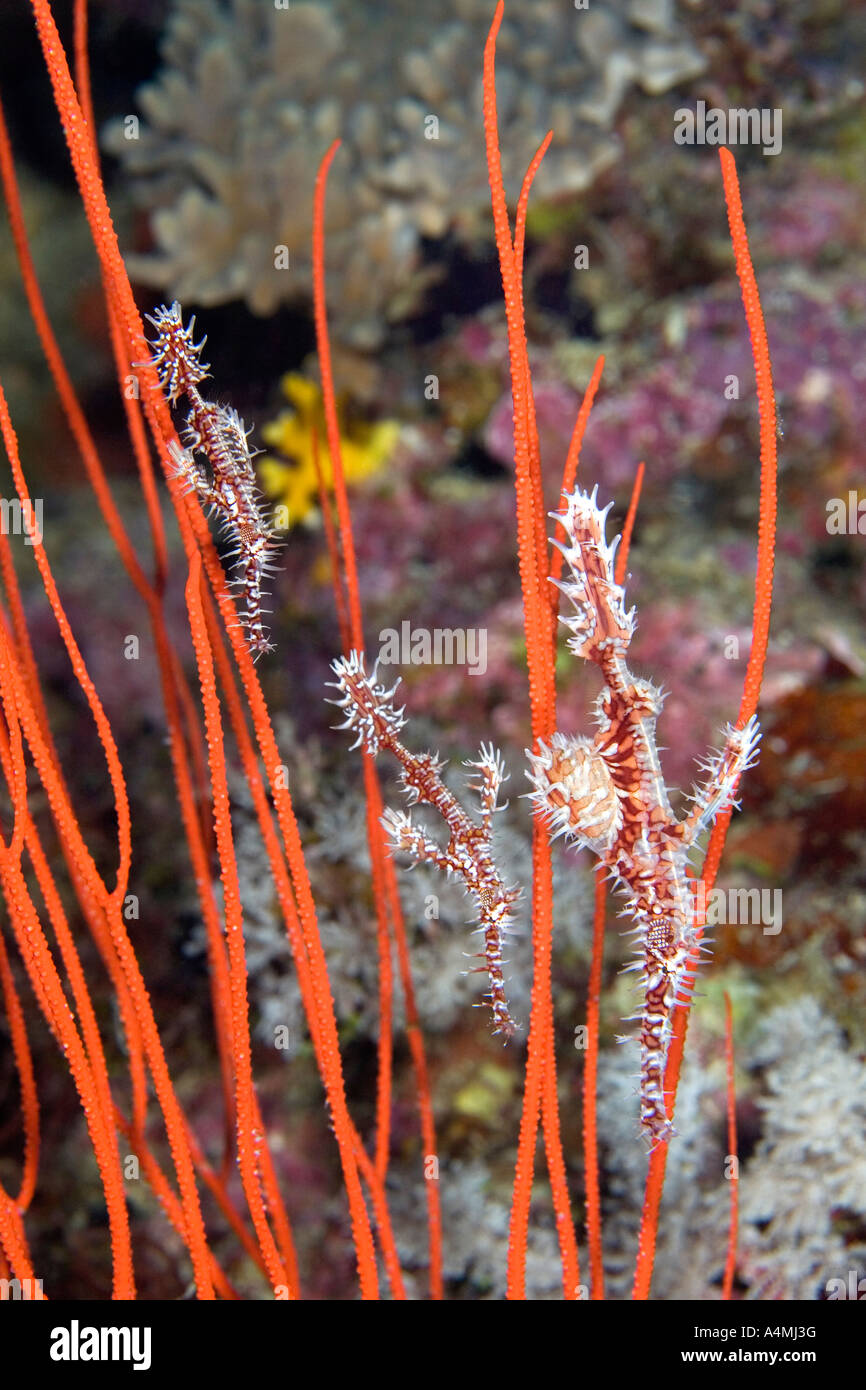Three Ornate Ghost Pipefish, swimming in front of red sea whips ...