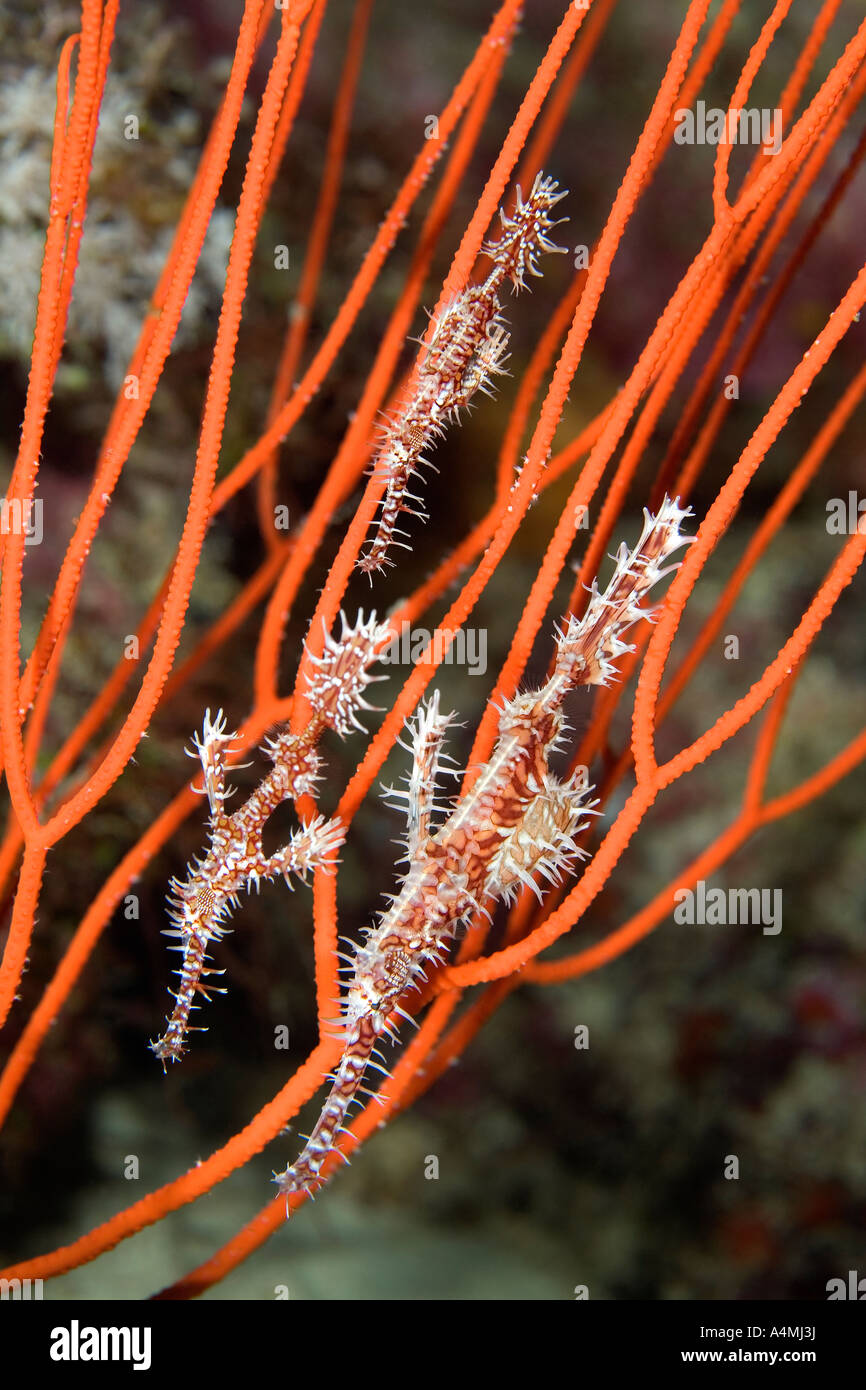Three Ornate Ghost Pipefish, Solenostomus paradoxus, swimming in front ...
