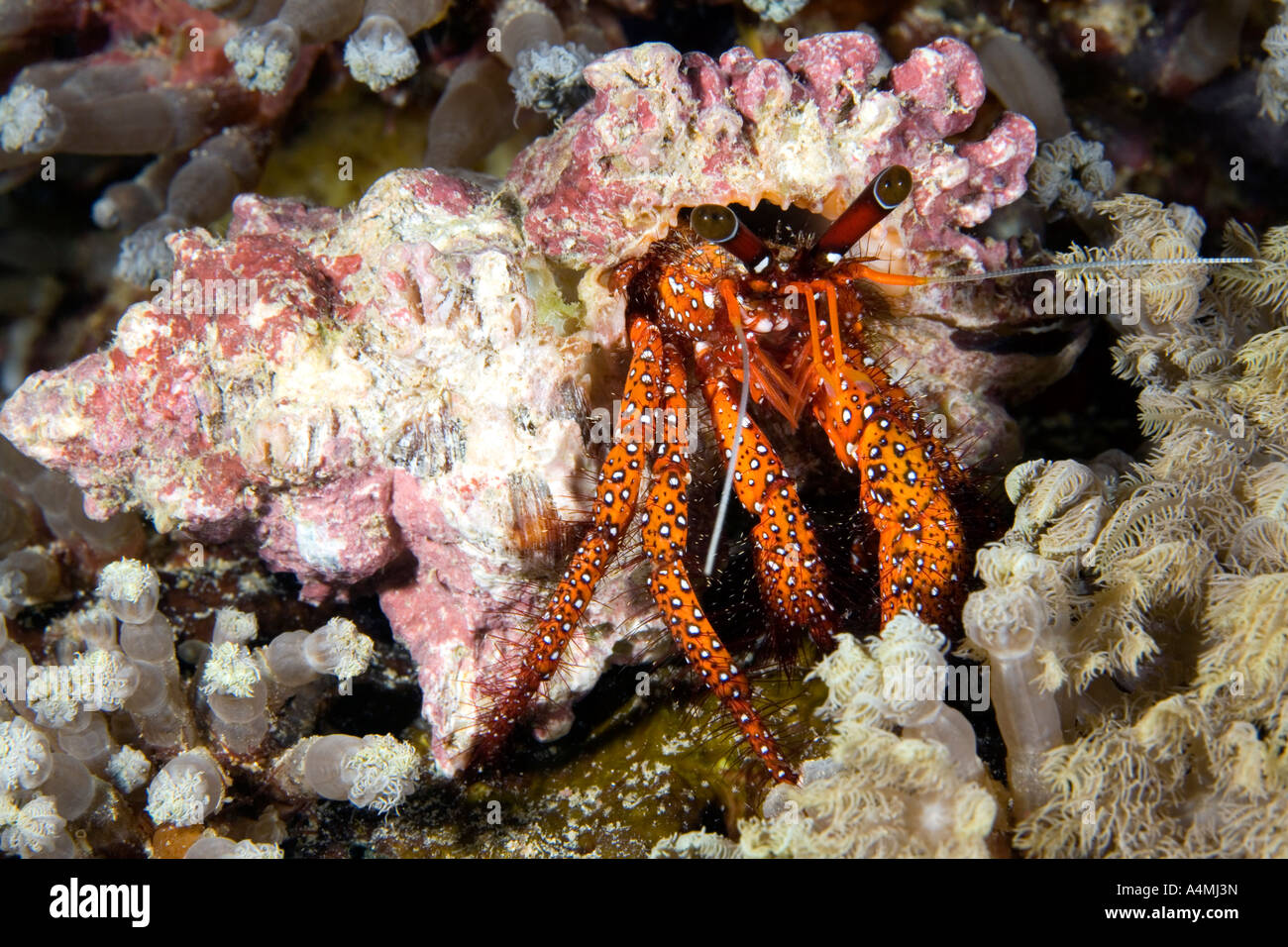 Hermit crab (dardanus megistos) hi-res stock photography and images - Alamy