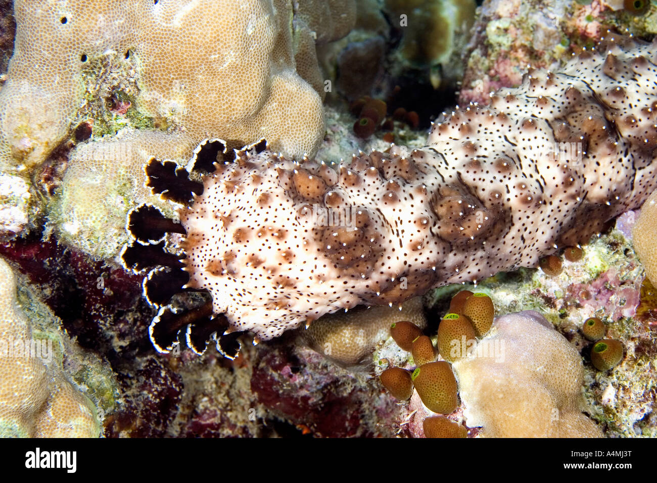 Tubercles hi-res stock photography and images - Alamy