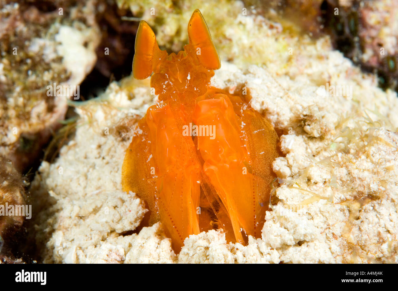 Golden Mantis Shrimp, Lysiosquilloides mapia Stock Photo - Alamy