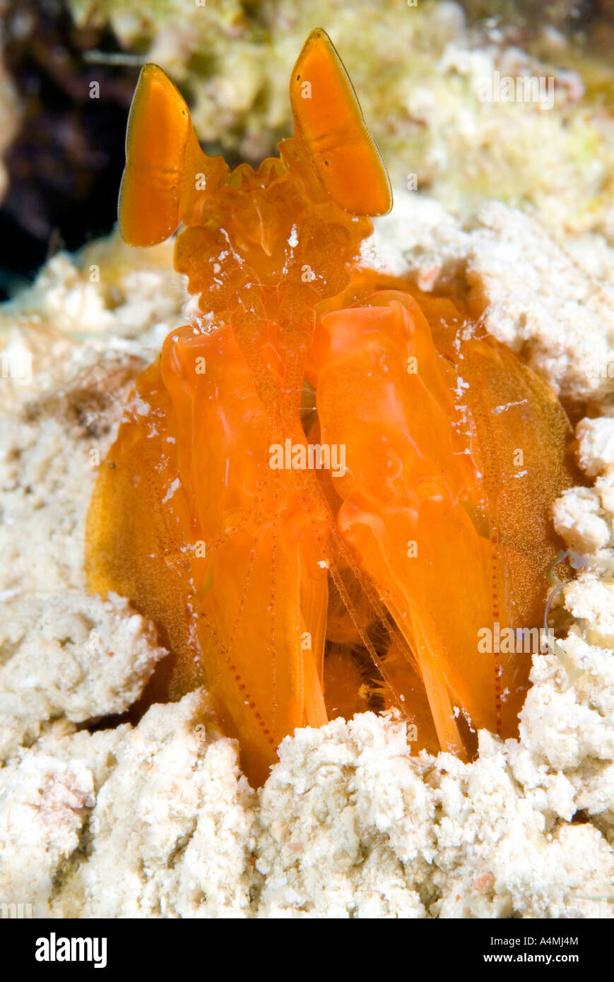 Golden Mantis Shrimp, Lysiosquilloides mapia Stock Photo - Alamy