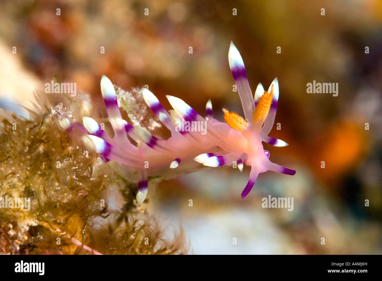 a beautiful aeolid nudibranch Stock Photo - Alamy