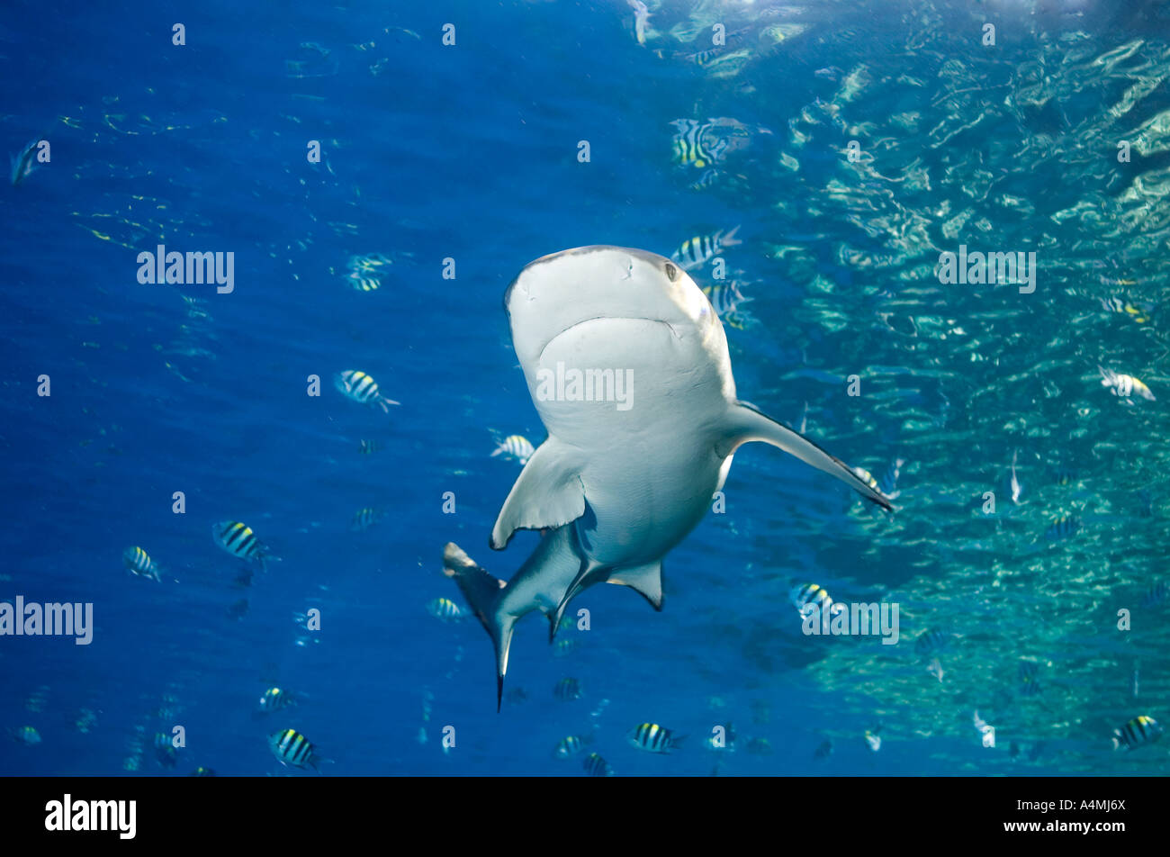 Shark belly swimming hi-res stock photography and images - Alamy