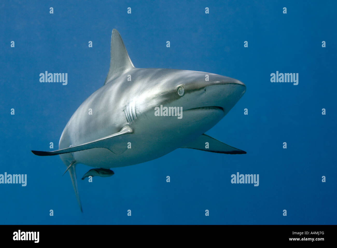 Grey reef shark teeth hi-res stock photography and images - Alamy