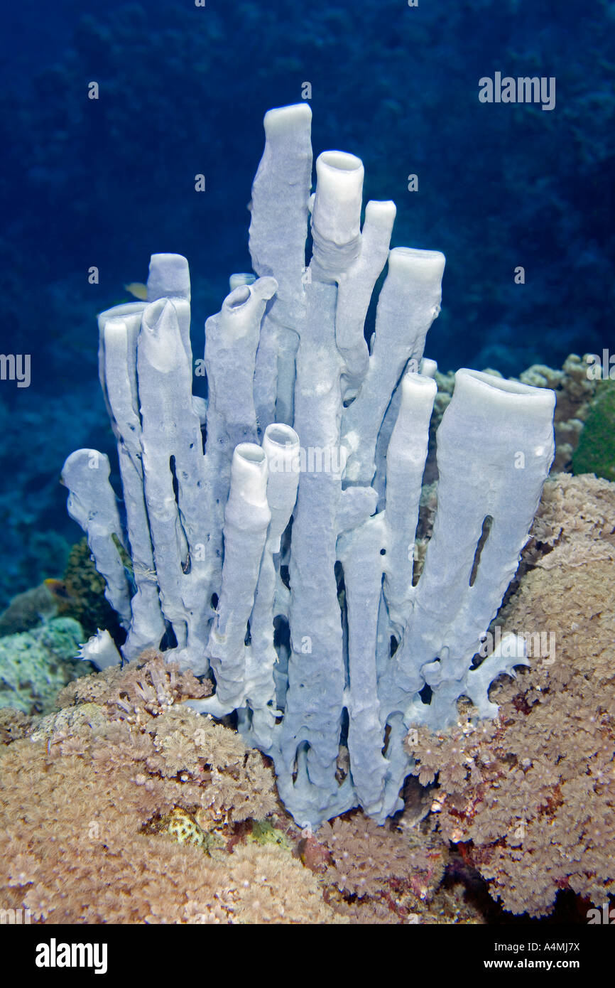 Blue tube sponges hi-res stock photography and images - Alamy