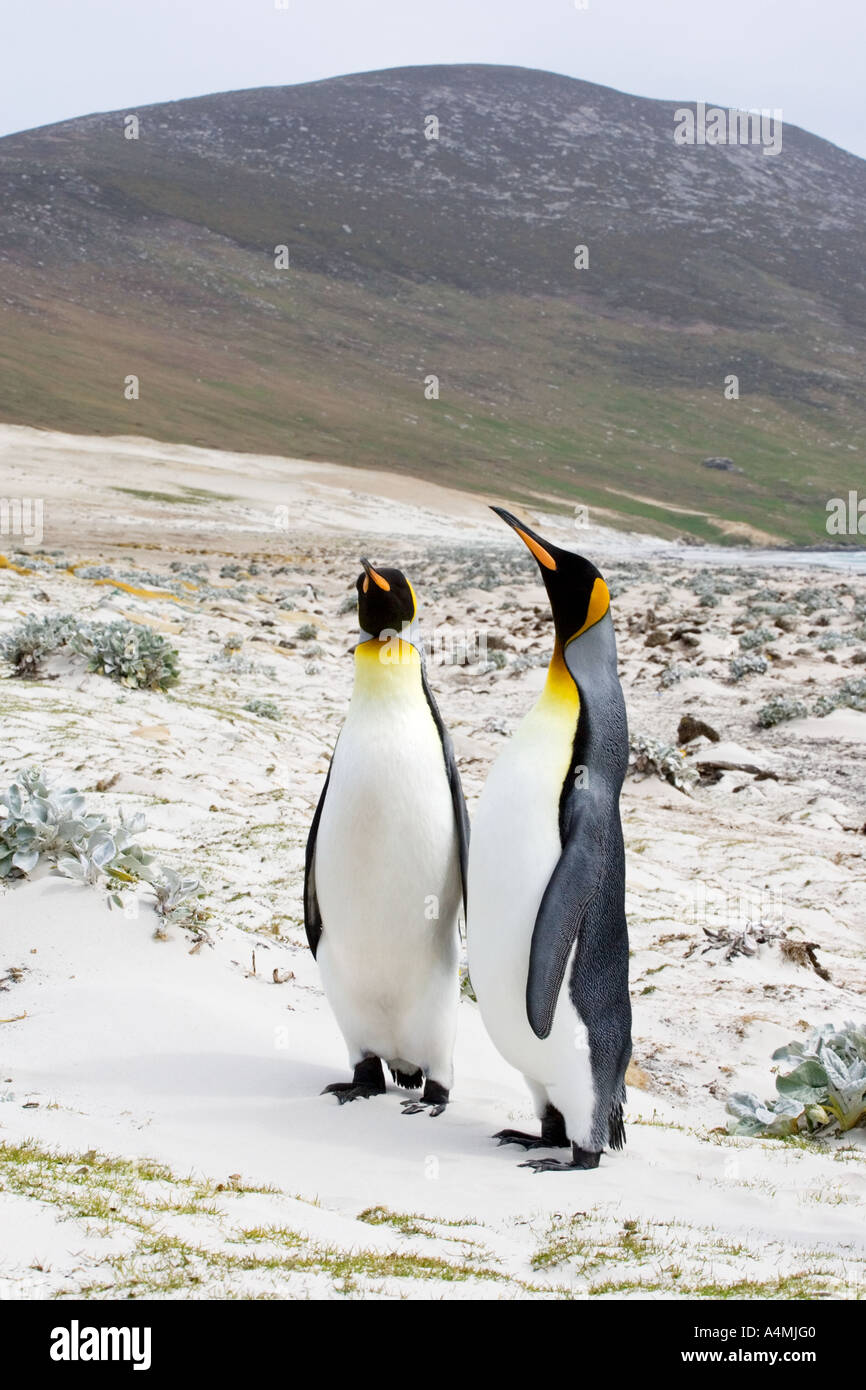 Shoreline stance hi-res stock photography and images - Alamy