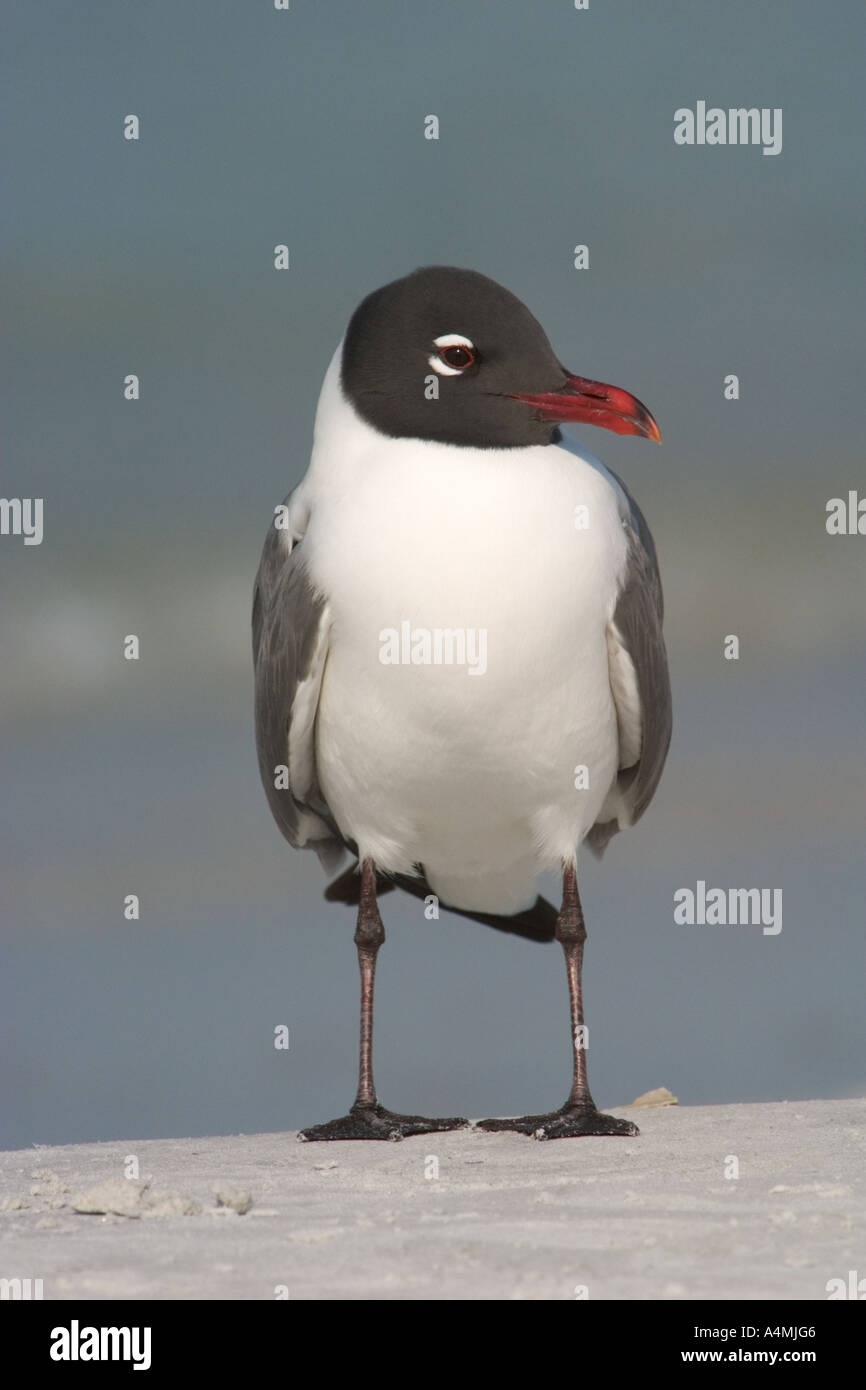 Adult Laughing Gull Breeding plumage Stock Photo - Alamy