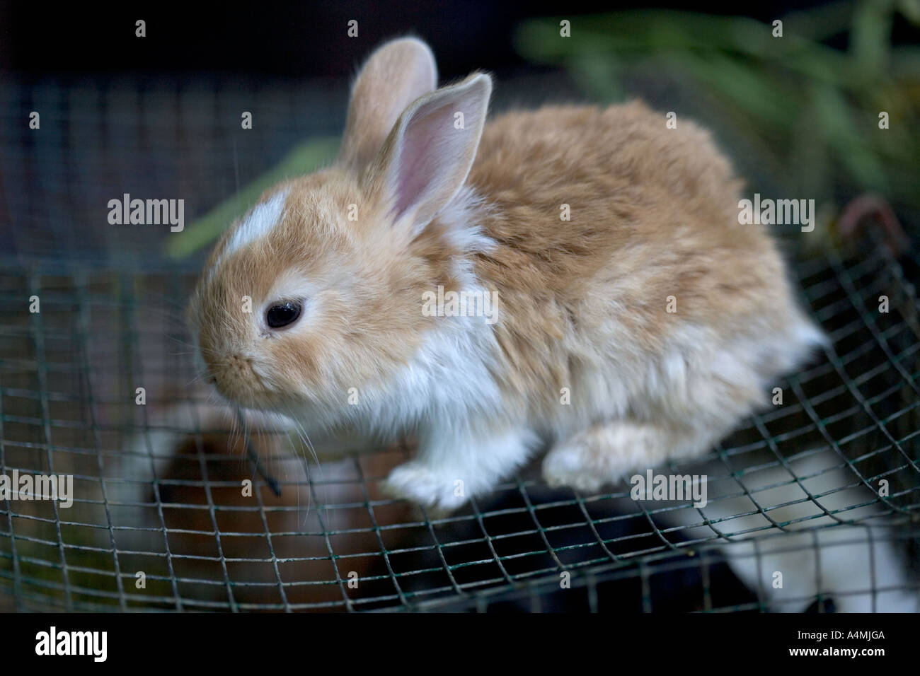 Chatuchak market animals hi-res stock photography and images - Alamy