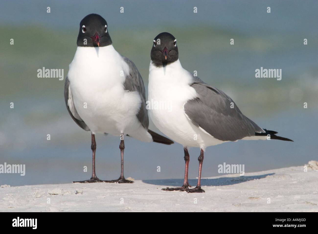 Adult Laughing Gulls Breeding pair Stock Photo - Alamy