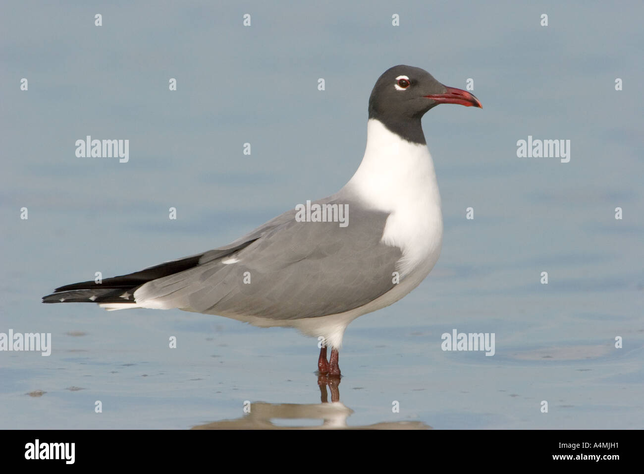 Adult Laughing Gull Breeding plumage Stock Photo - Alamy