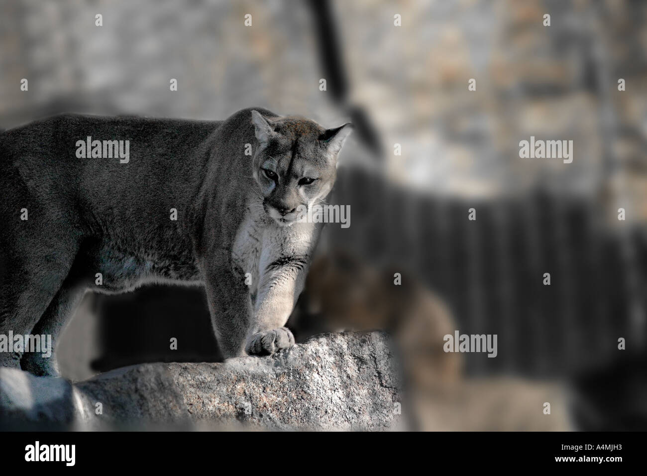 Mountain lion Alberta Canada North America Stock Photo - Alamy