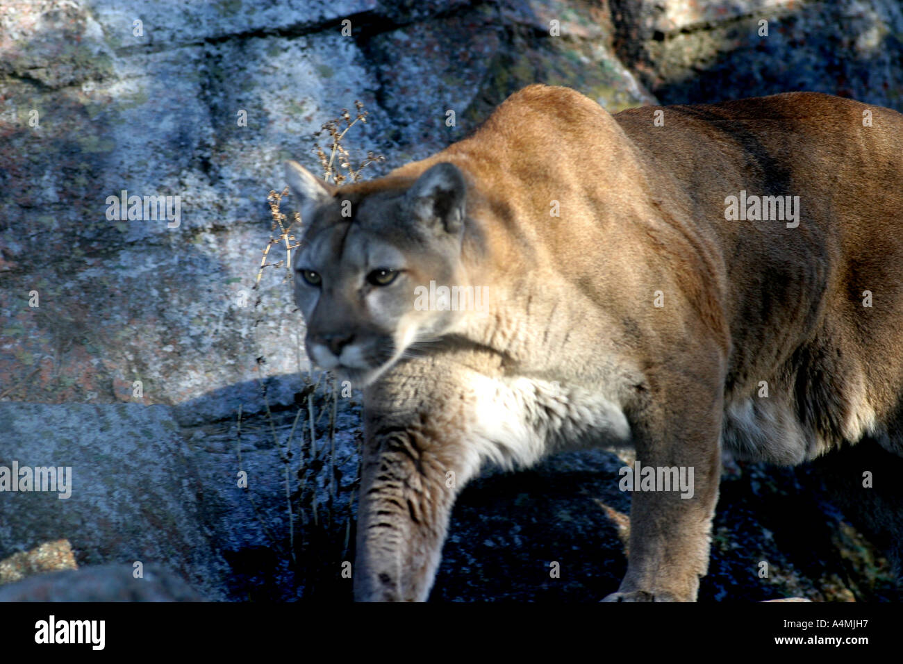 Mountain lion Alberta Canada North America Stock Photo - Alamy