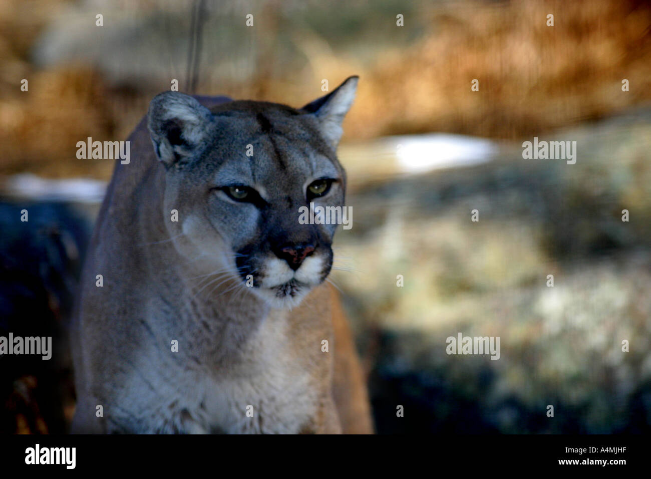 Mountain lion Alberta Canada North America Stock Photo - Alamy