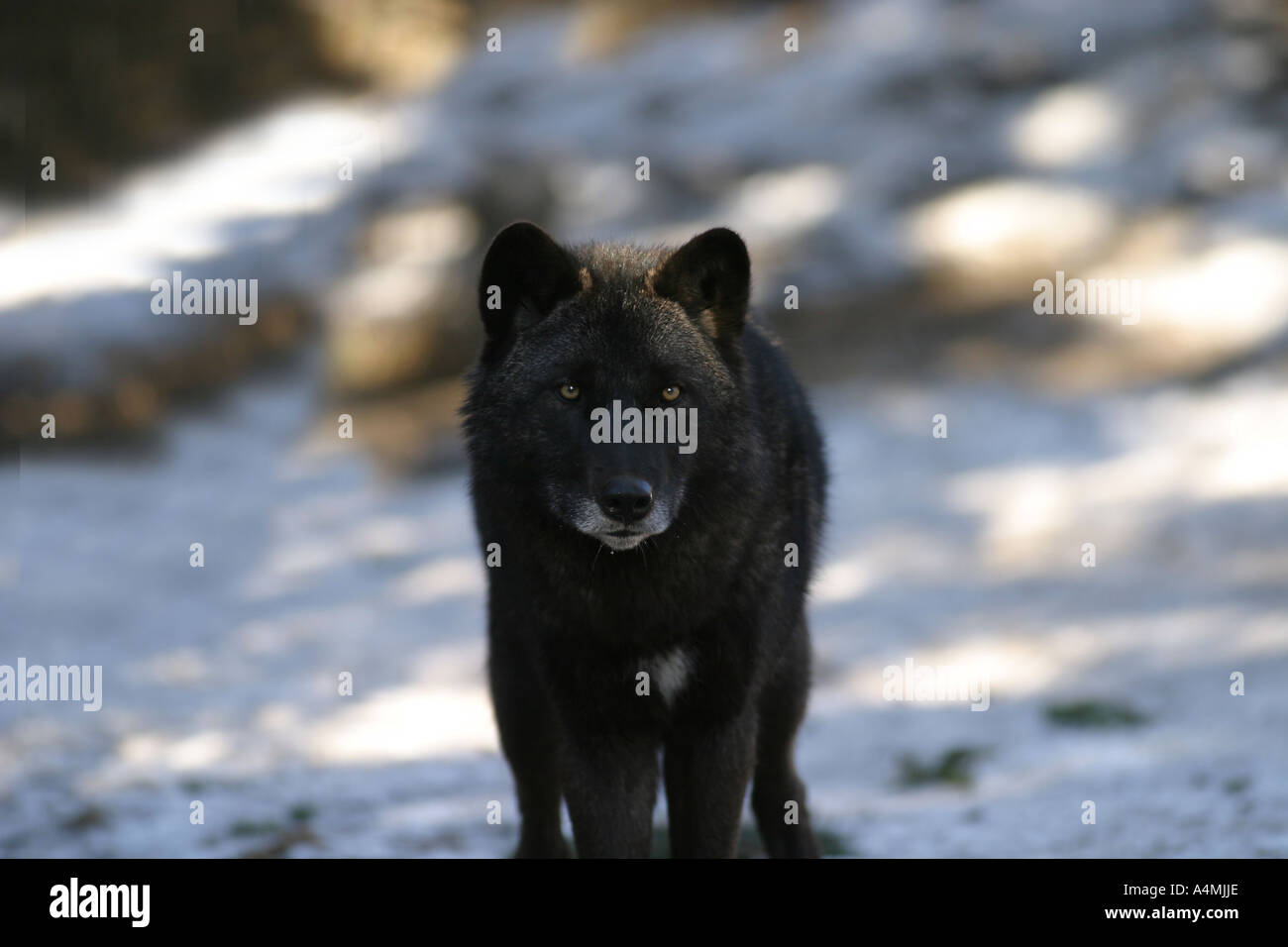 Timber wolf, canis lupus Stock Photo - Alamy