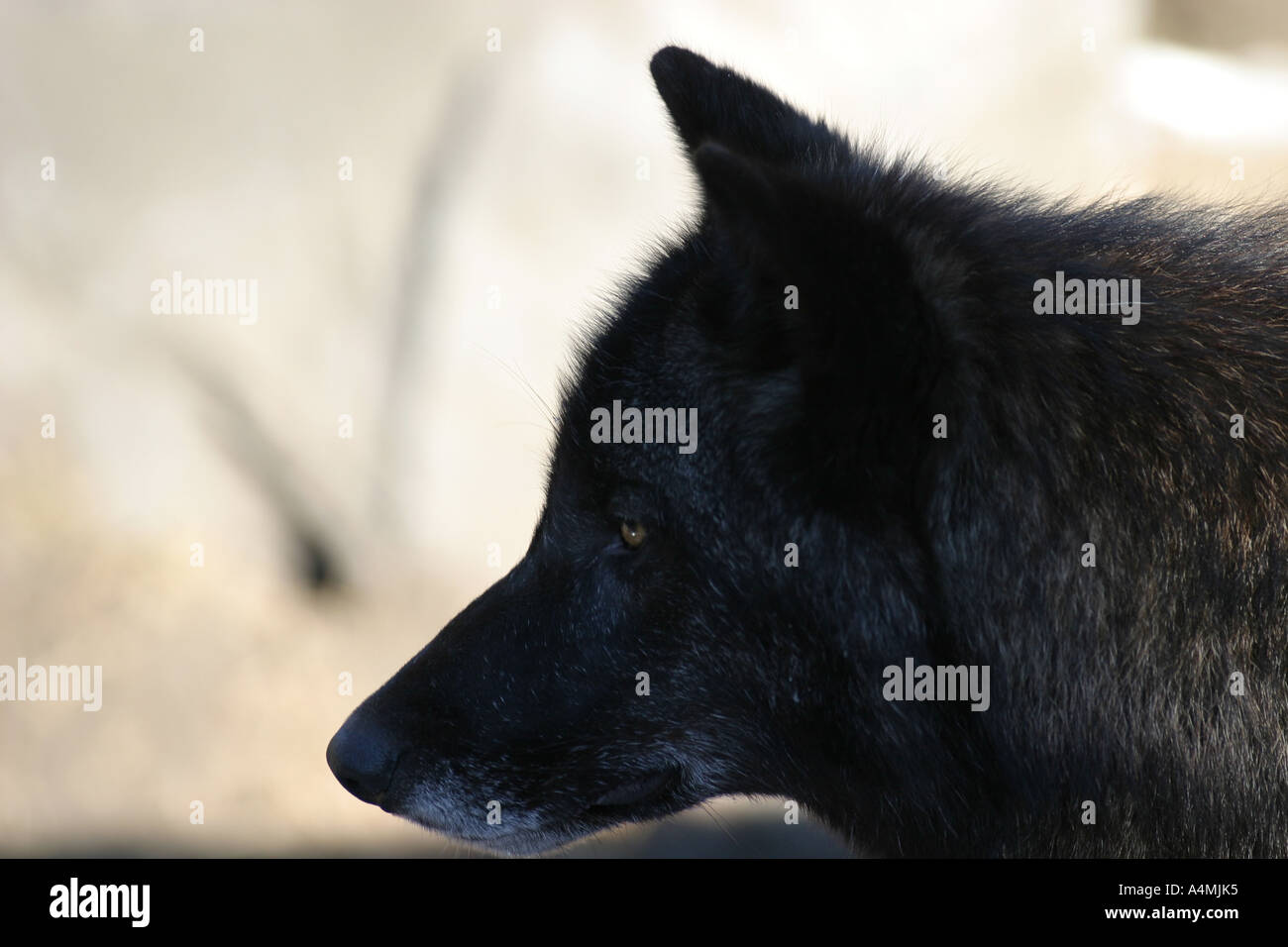 Timber wolf, canis lupus Stock Photo - Alamy