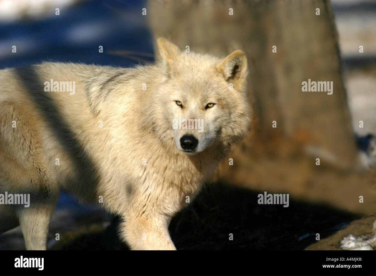 Timber wolf, canis lupus Stock Photo - Alamy