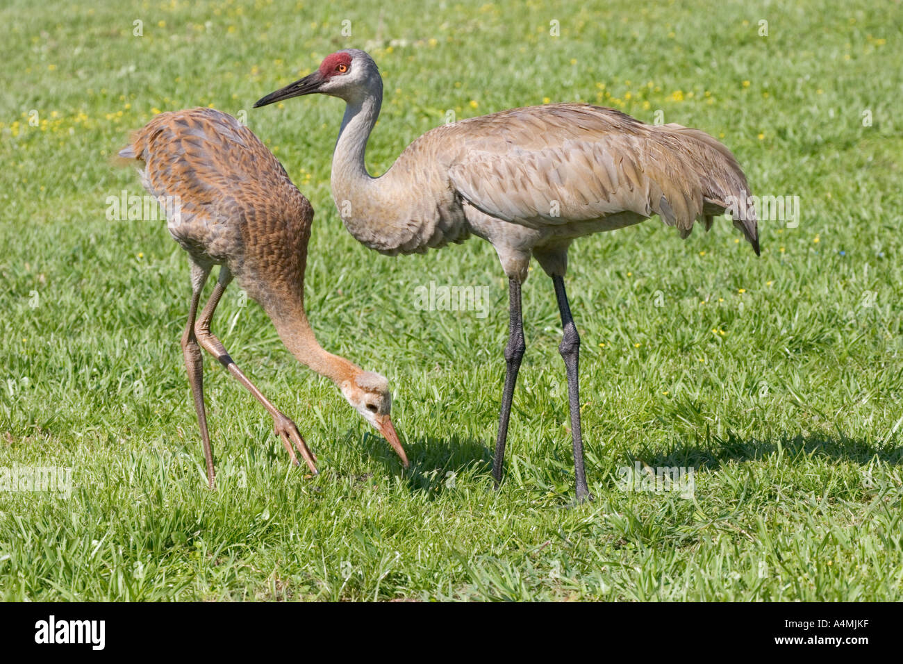 Feeding crane chicks hi-res stock photography and images - Alamy