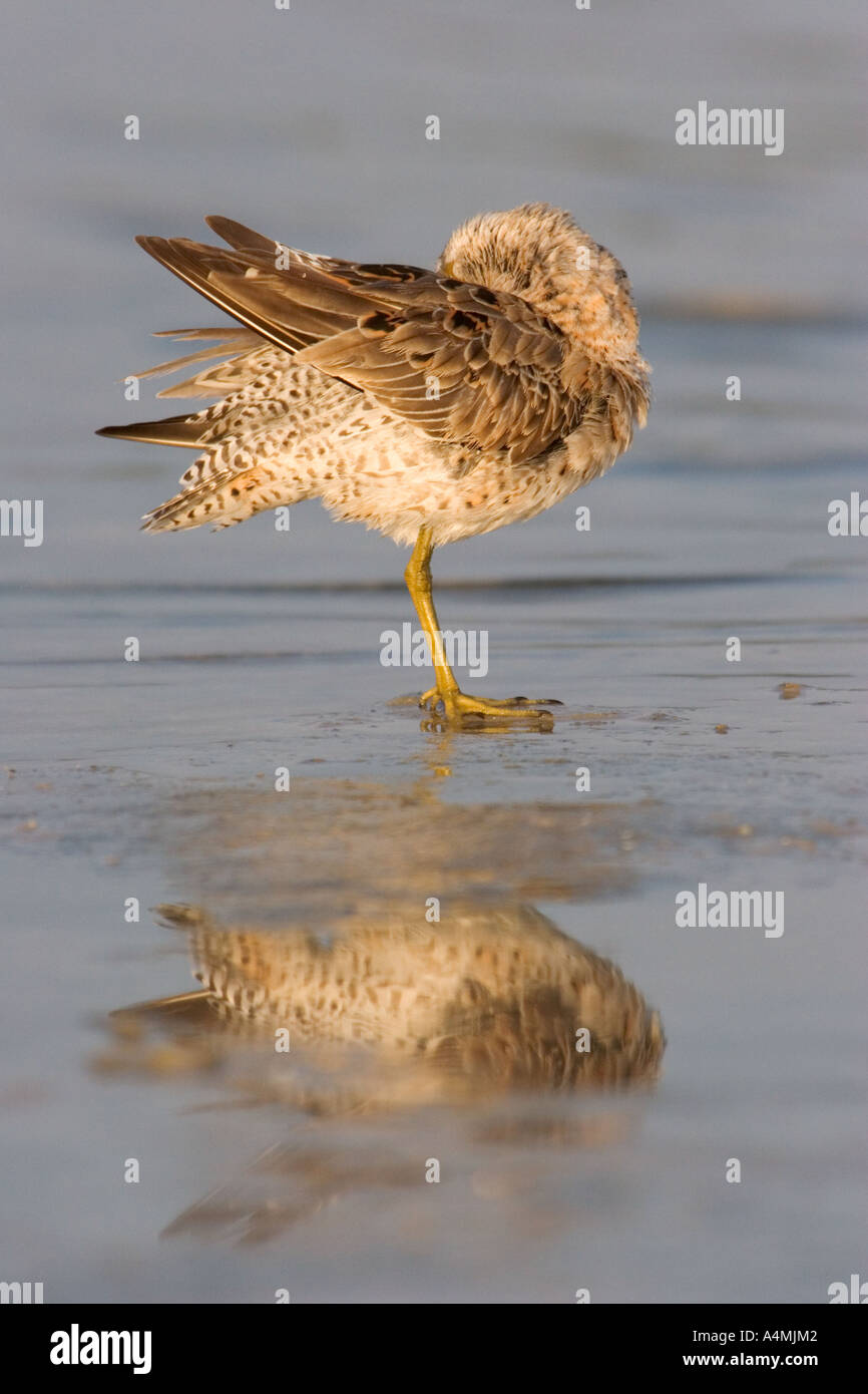 Short billed Dowitcher preening Stock Photo - Alamy